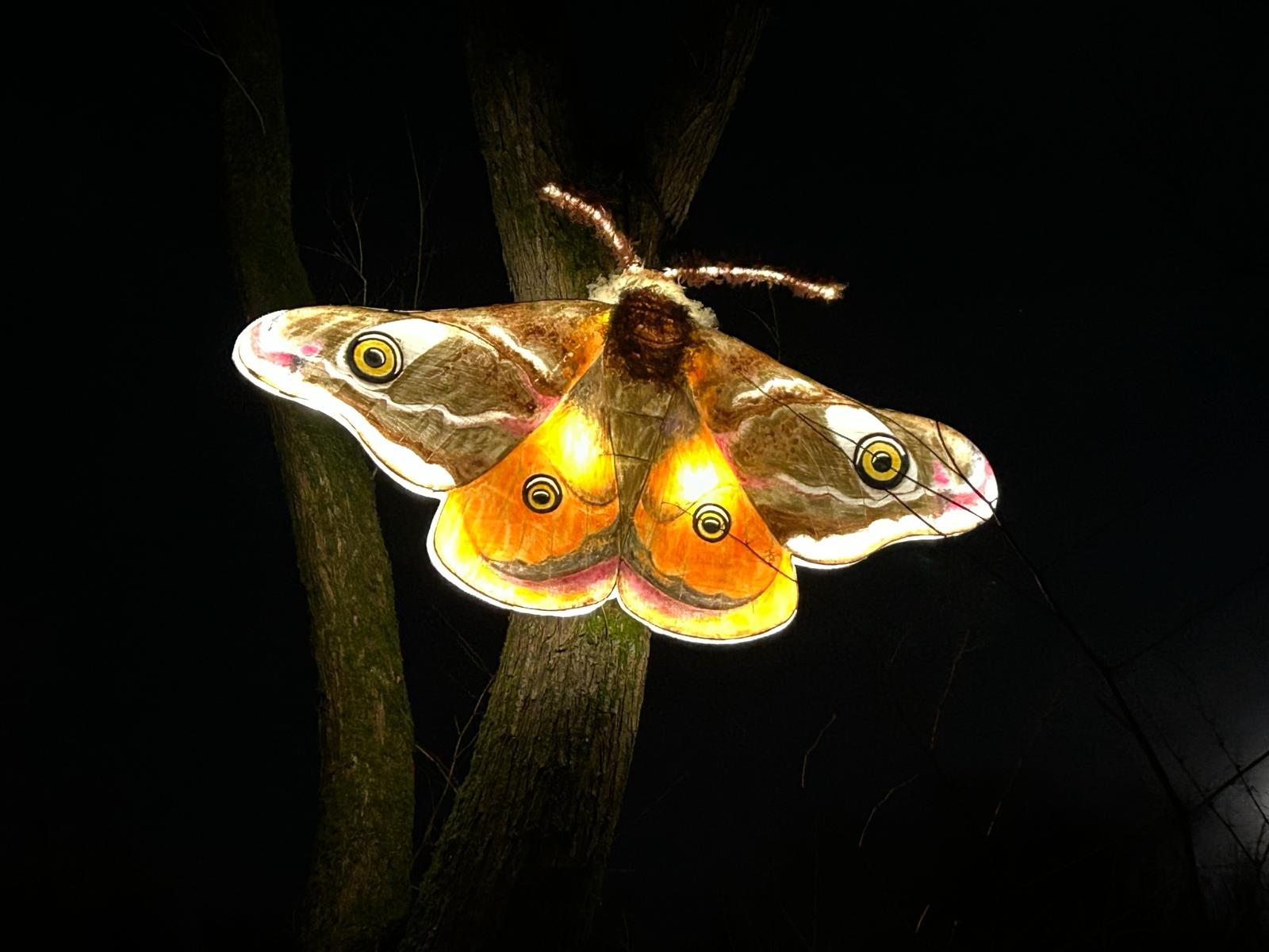 Magical night-time nature trail at Hollingworth Lake that’s perfect for ...